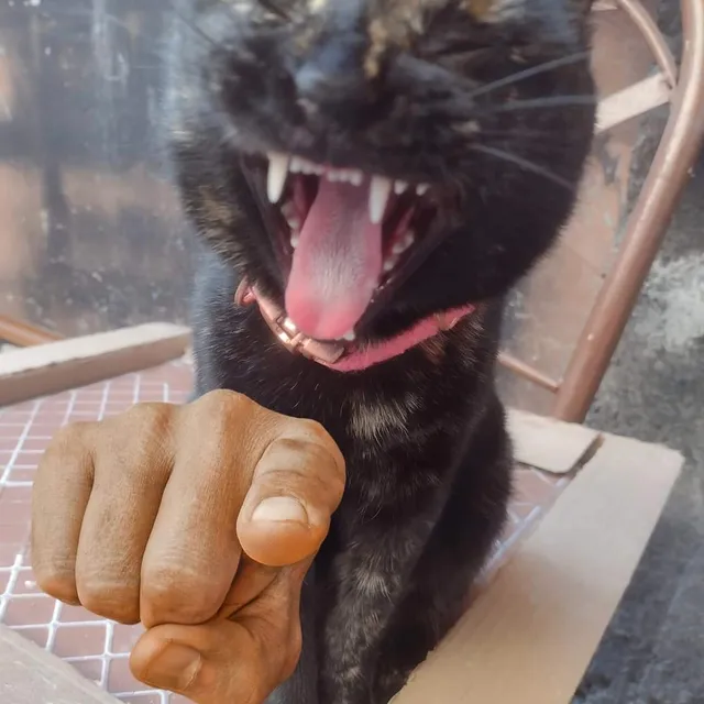 mr-duckworth (MR-DUCKWORTH) · Flux